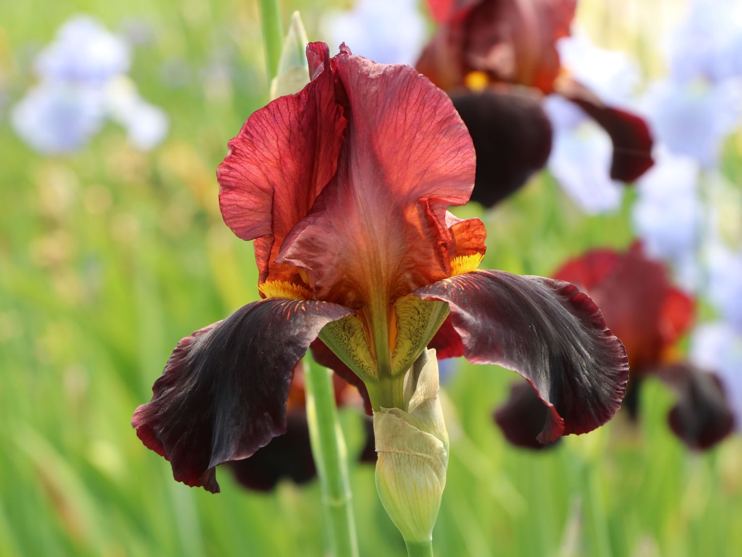 Hohe Bart-Schwertlilie 'Ruby Mine' - Beste Sorten & Stauden-Wissen