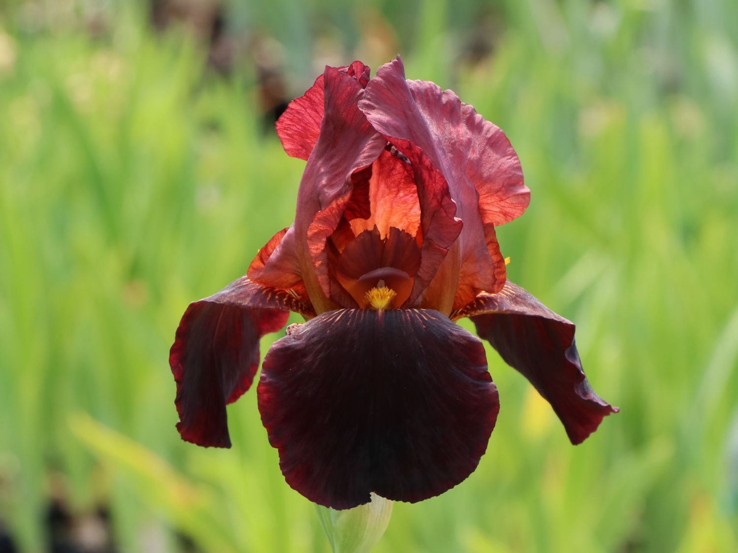 Hohe Bart-Schwertlilie 'Ruby Mine' - Beste Sorten & Stauden-Wissen