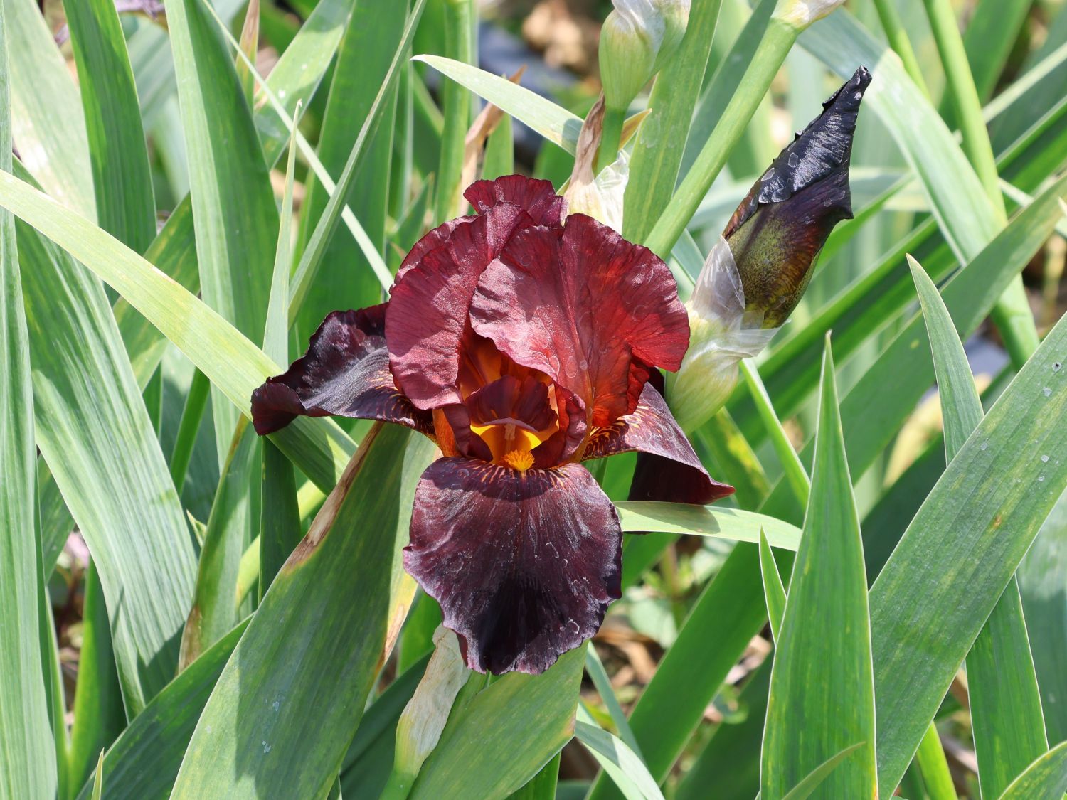 Hohe Bart-Schwertlilie 'Ruby Mine' - Beste Sorten & Stauden-Wissen