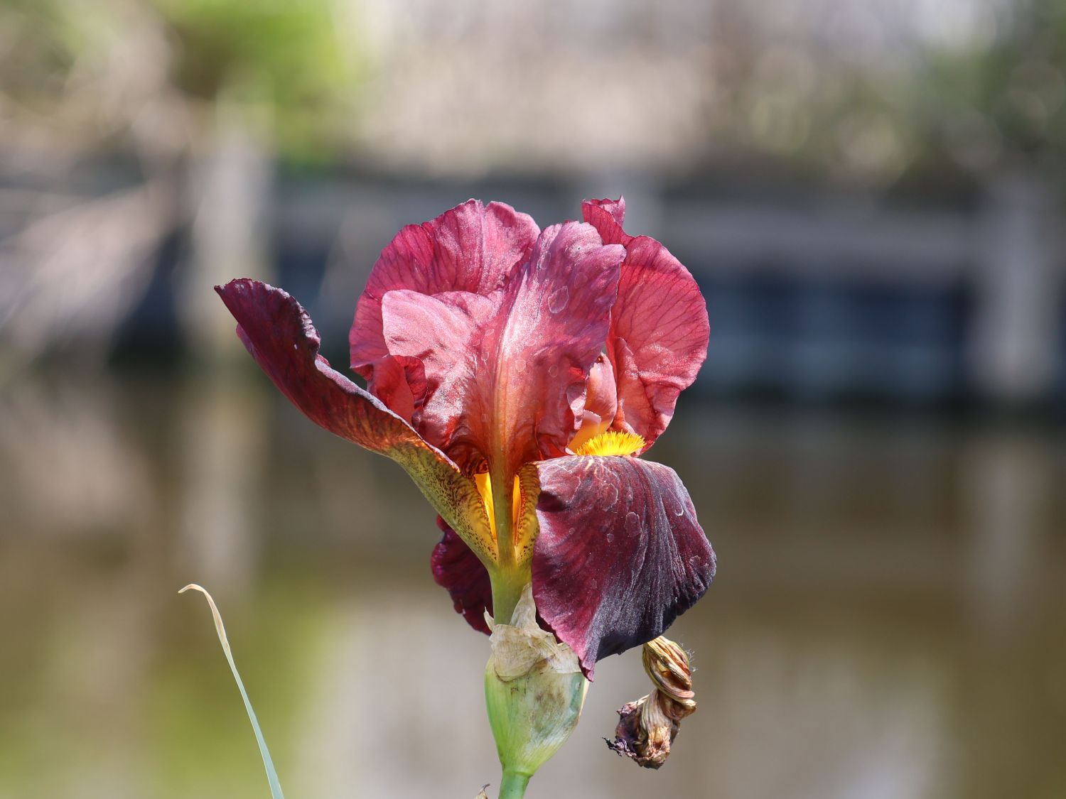 Hohe Bart-Schwertlilie 'Ruby Mine' - Beste Sorten & Stauden-Wissen