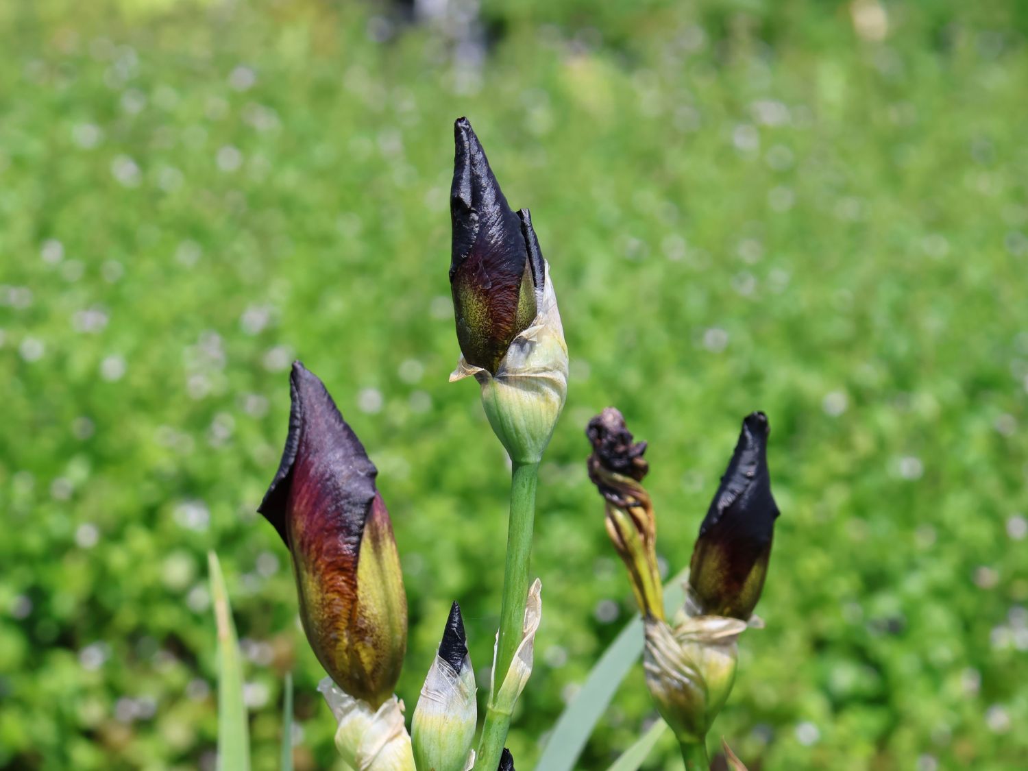 Hohe Bart-Schwertlilie 'Ruby Mine' - Beste Sorten & Stauden-Wissen