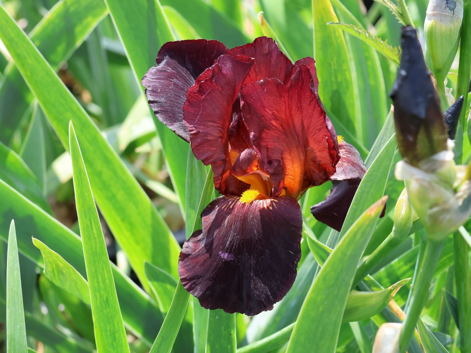Hohe Bart-Schwertlilie 'Ruby Mine' - Beste Sorten & Stauden-Wissen