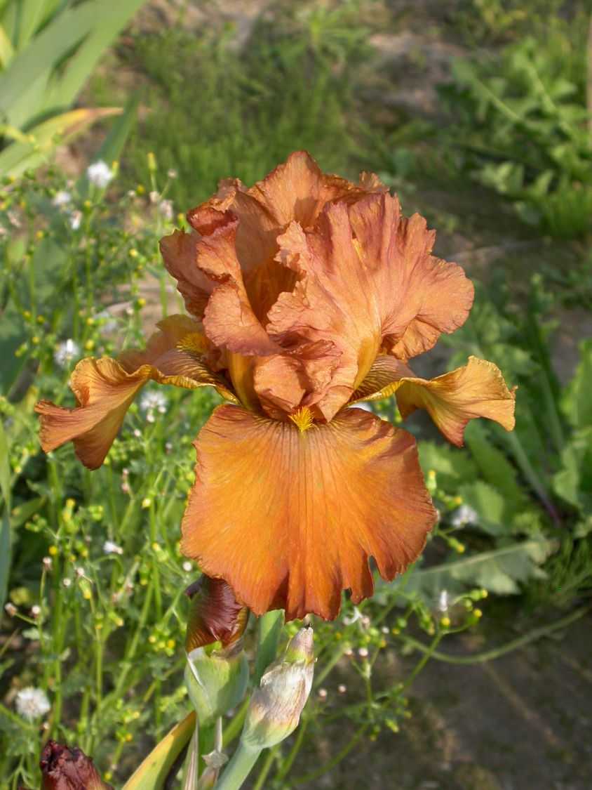 Hohe Schwertlilie 'Cable Car' - Expertenwissen zu dieser Staude