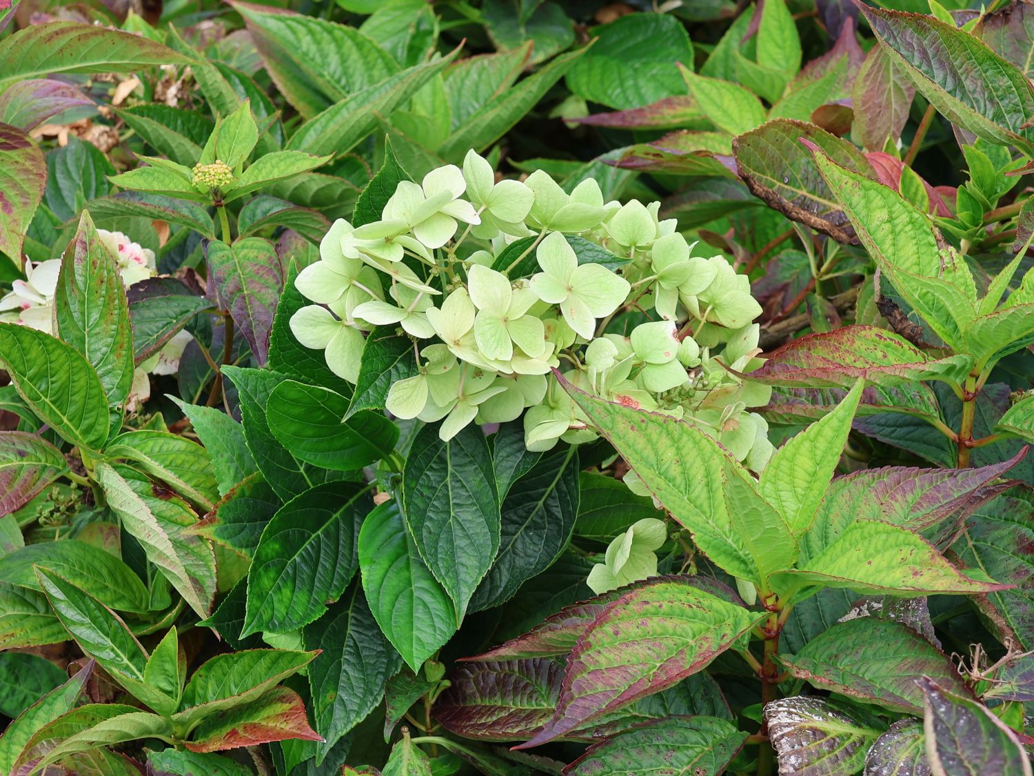 Hortensie 'Cloudi' - Hydrangea serrata 'Cloudi' - Baumschule Horstmann