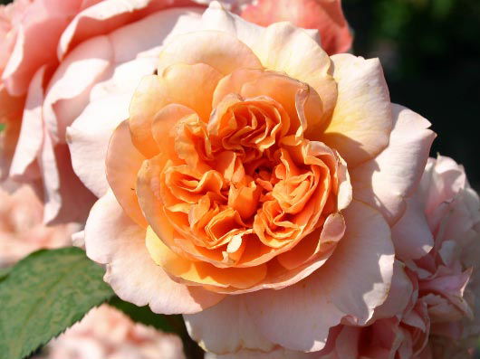 Guillot Rose 'Versigny' ® - Alles erfahren über Blüte, Duft & Co.