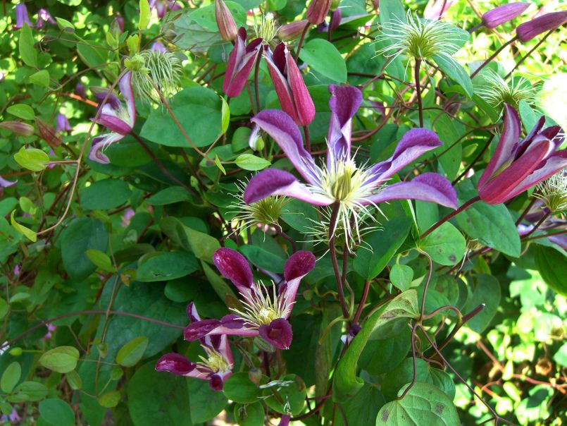 Besonderheiten / Neuheiten - Baumschule Horstmann