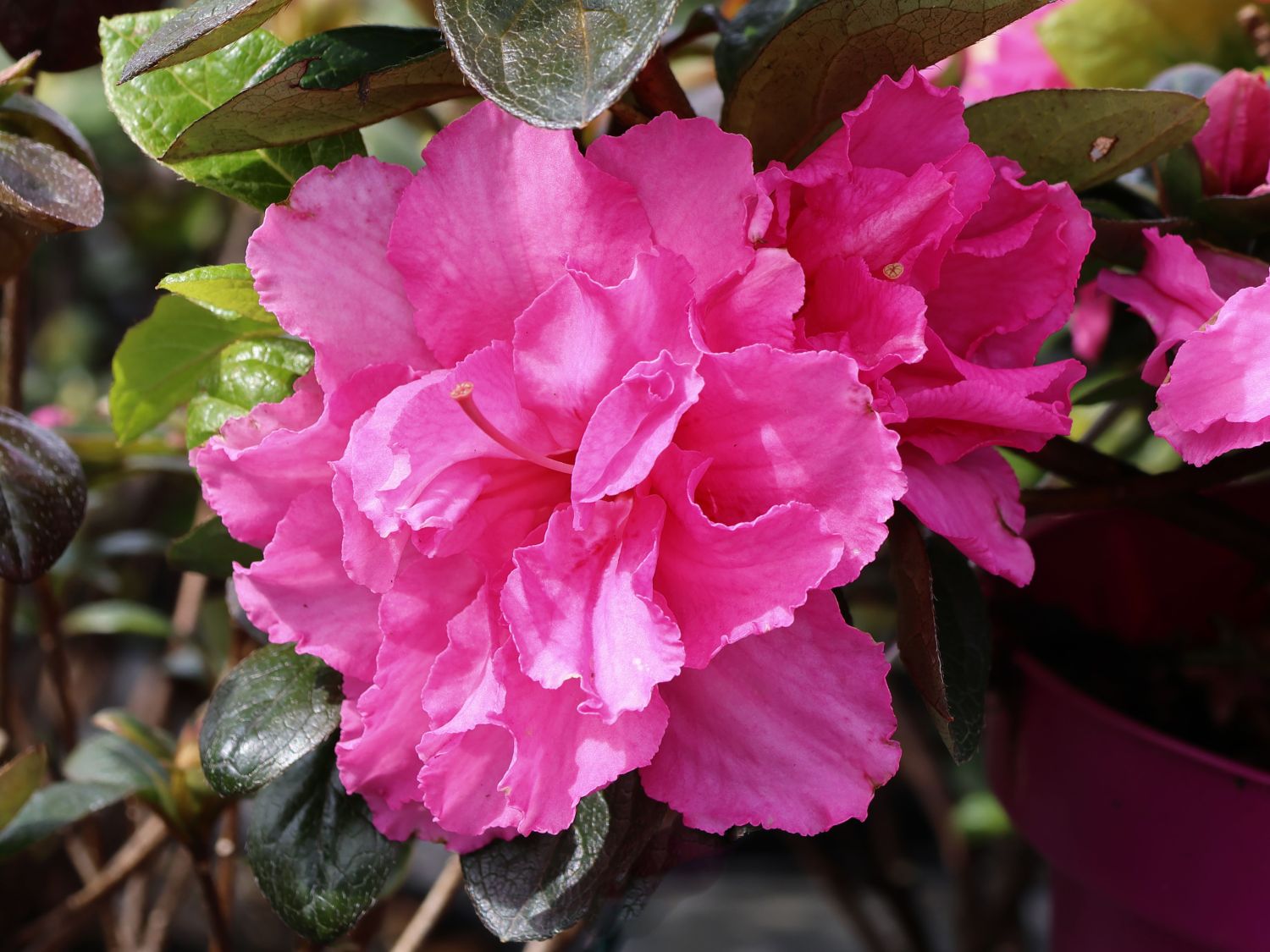 Japanische Azalee Bloom Champion (Double Pink) - Rhododendron obtusum ...
