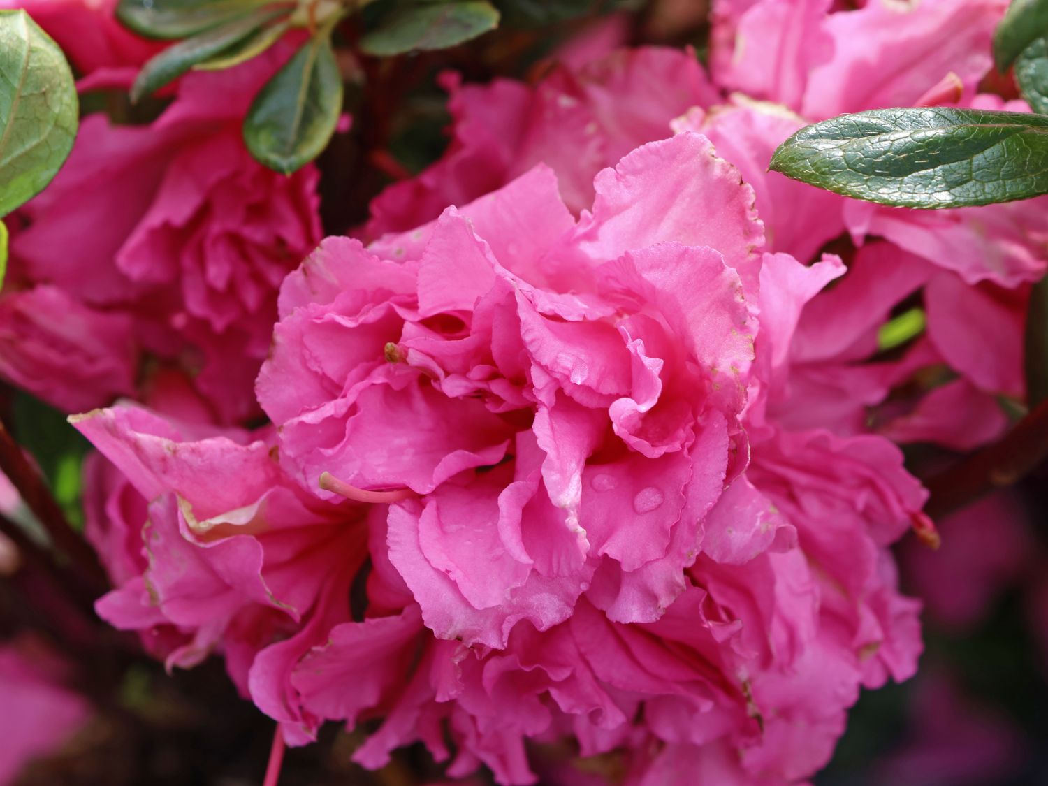 Japanische Azalee Bloom Champion (Double Pink) - Rhododendron obtusum ...