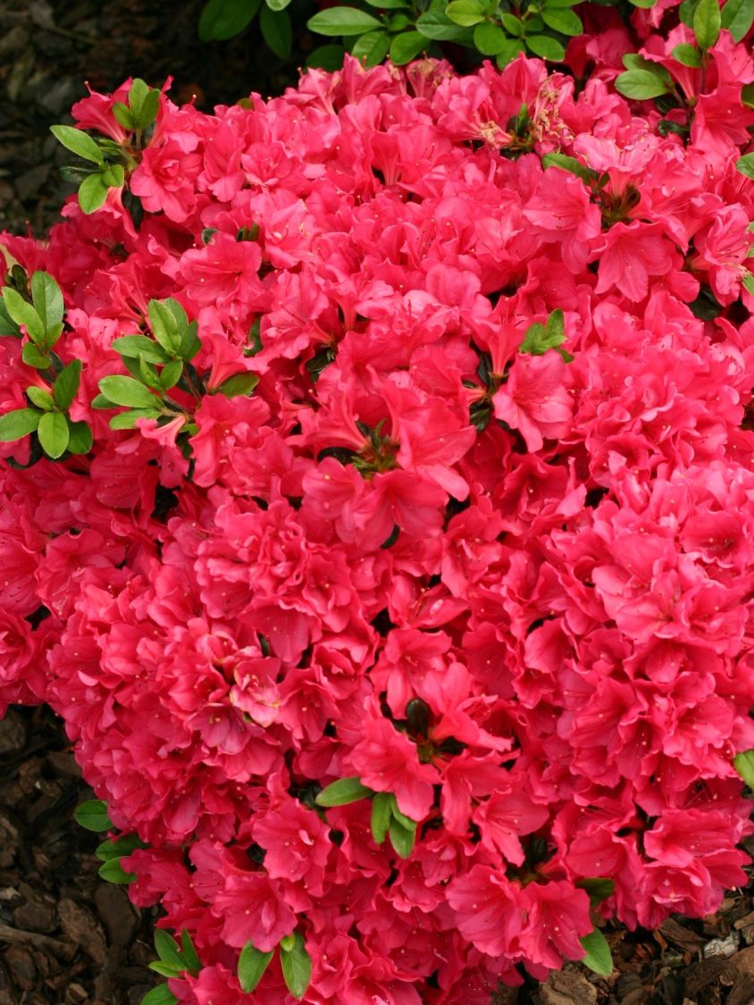 Japanische Azalee 'Canzonetta' - Rhododendron obtusum 'Canzonetta ...