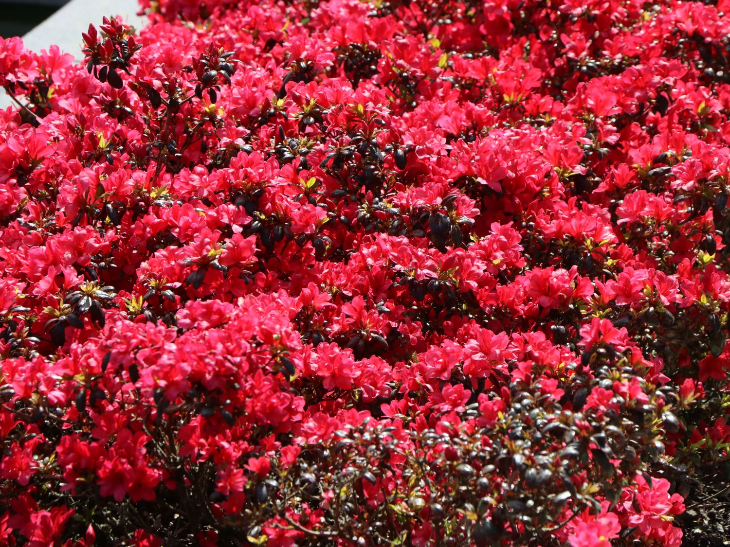 Japanische Azalee 'Canzonetta' - Rhododendron obtusum 'Canzonetta ...