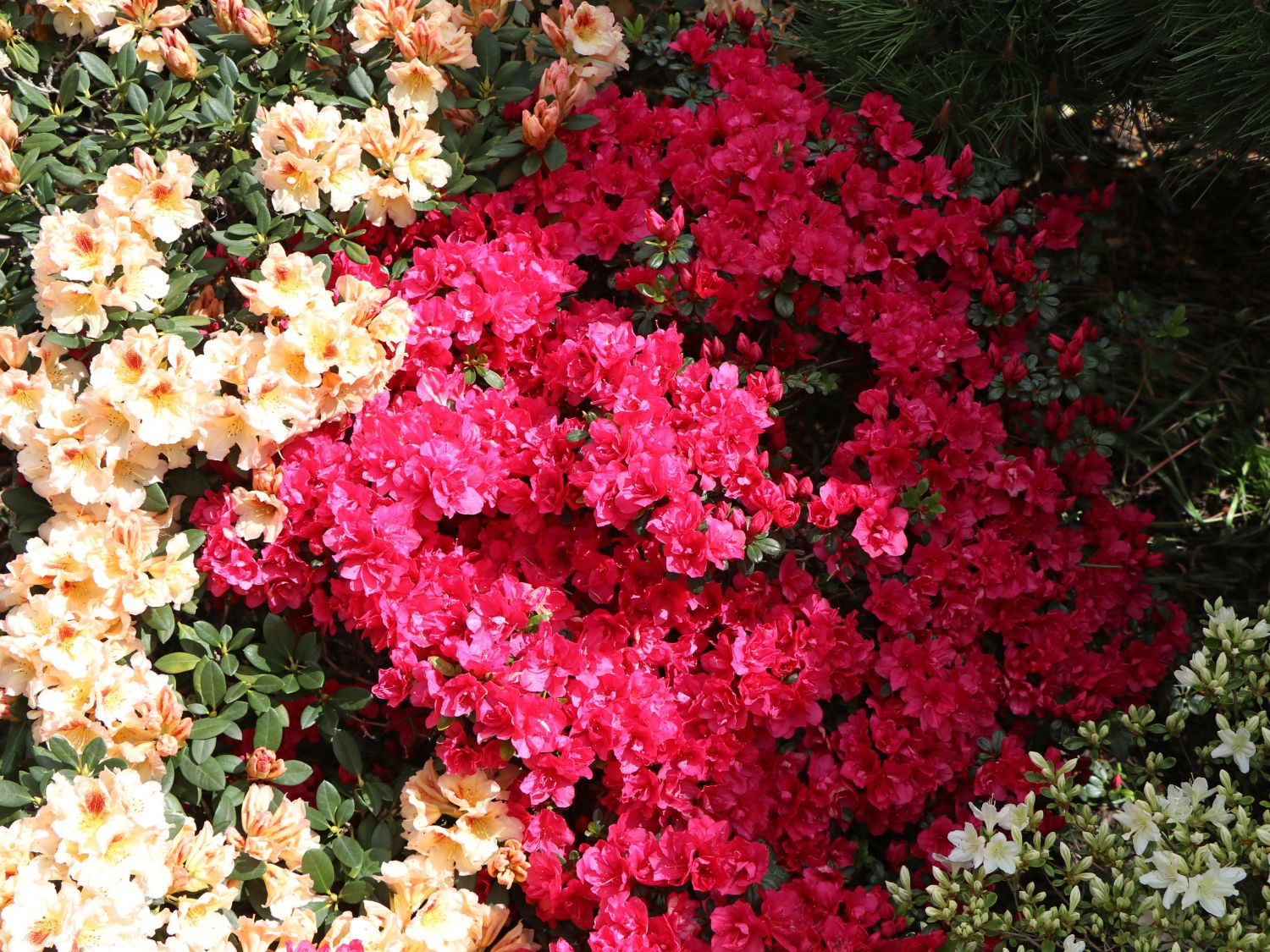 Japanische Azalee 'Canzonetta' - Rhododendron obtusum 'Canzonetta ...