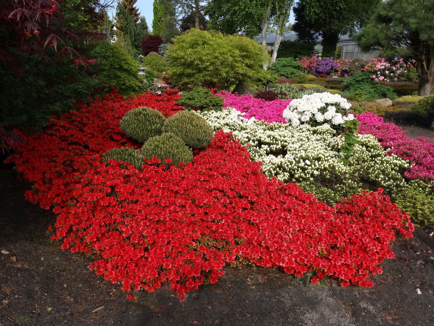 Japanische Azalee 'Fridoline' - Rhododendron obtusum 'Fridoline ...