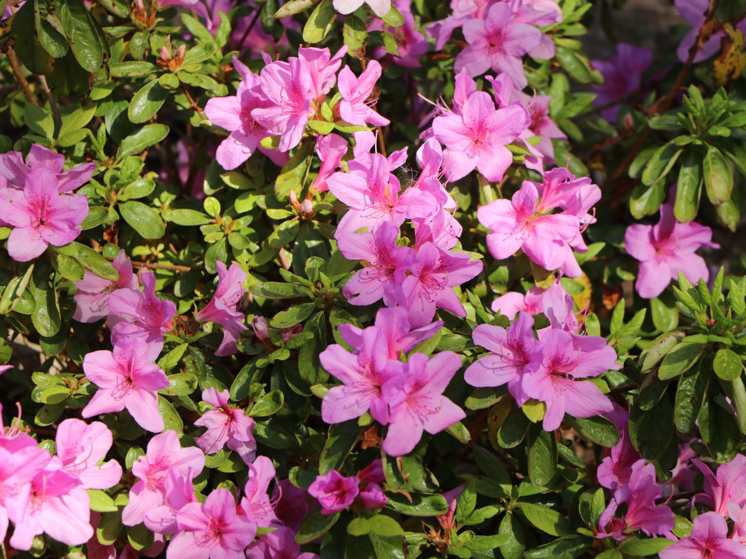 Japanische Azalee 'Johann Strauß' - Rhododendron obtusum 'Johann Strauß ...