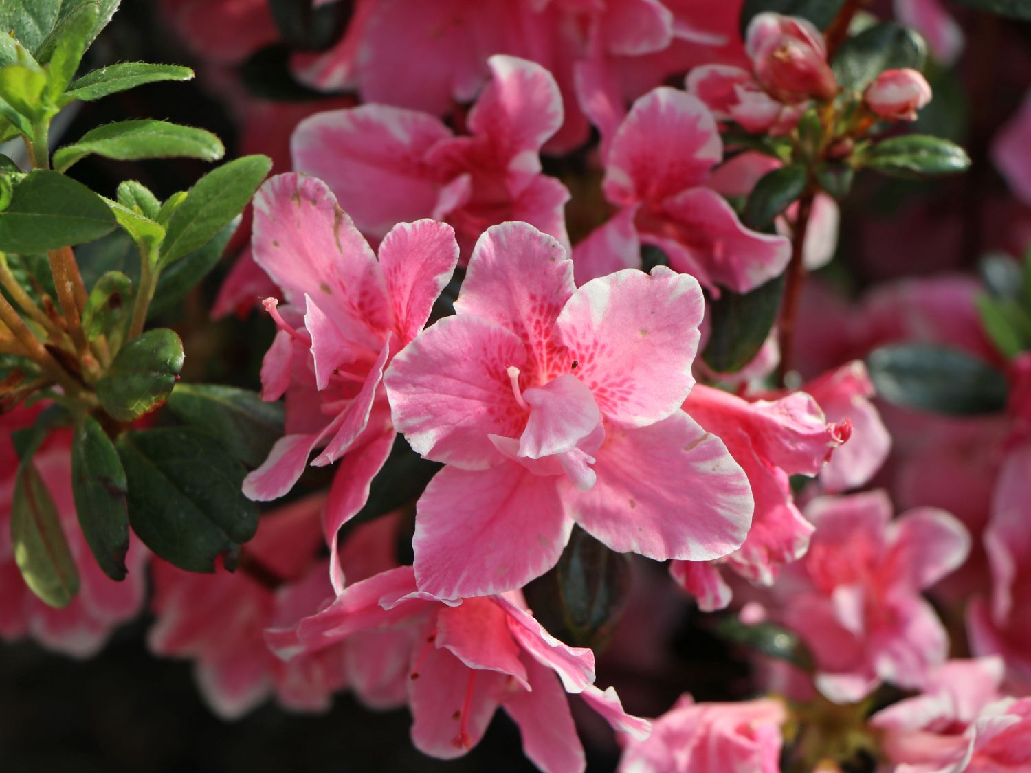 Japanische Azalee 'Pink Poetry' ® - Rhododendron obtusum 'Pink Poetry ...