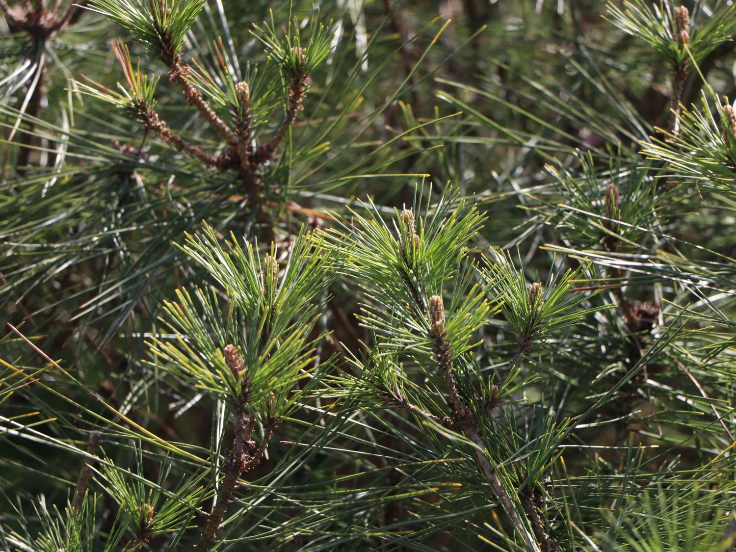 Japanische Rotkiefer 'Umbraculifera' - Pinus densiflora 'Umbraculifera ...