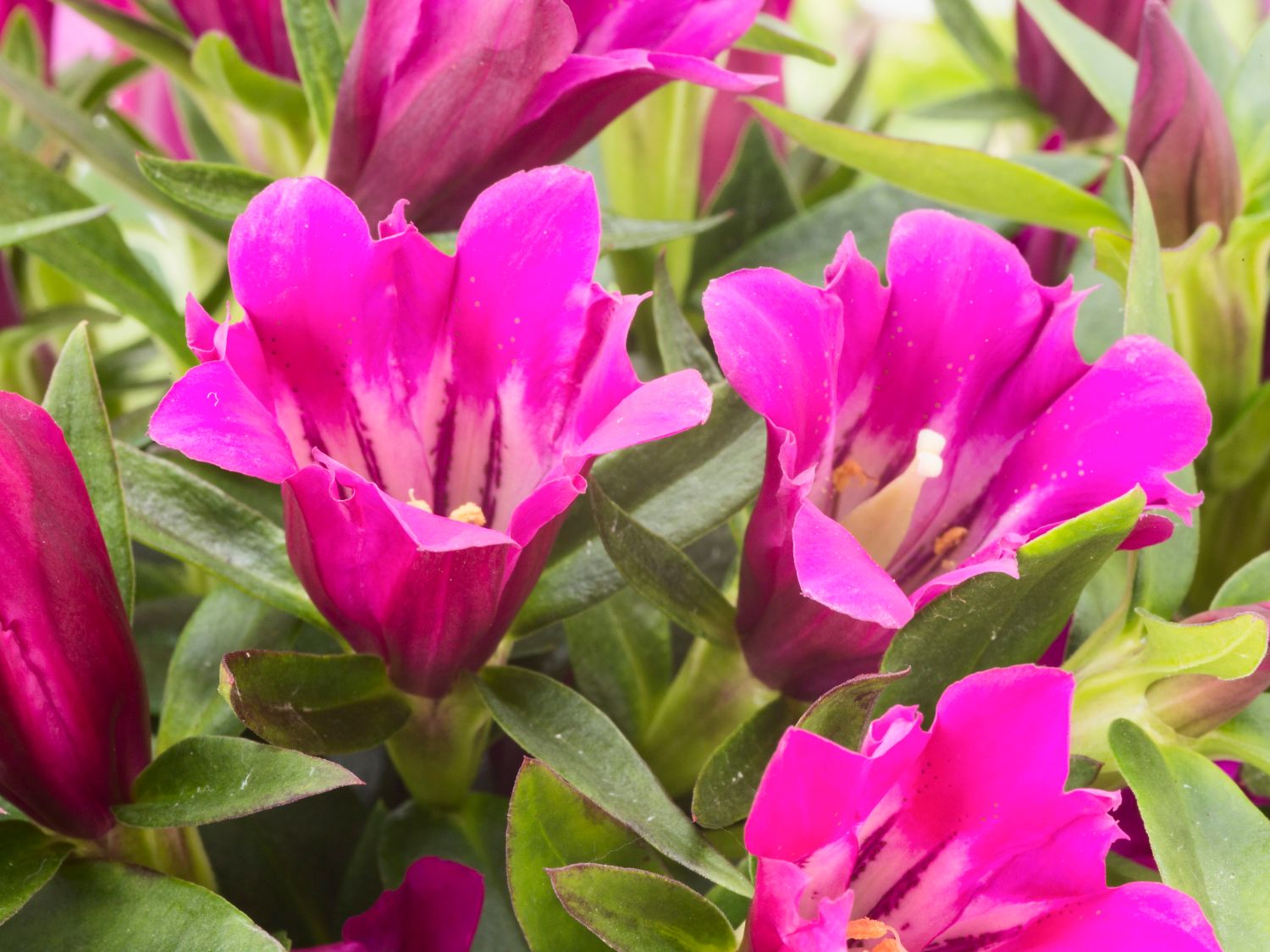 Enziane (Gentiana) - Infos & Pflanzen dieser Gattung