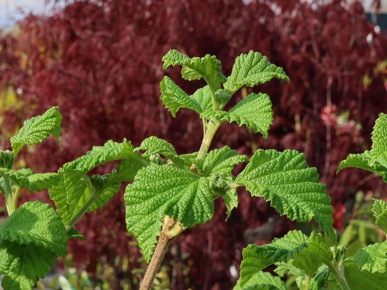 Japanischer Schneeball 'Cardinal Candy' ® - Viburnum dilatatum ...