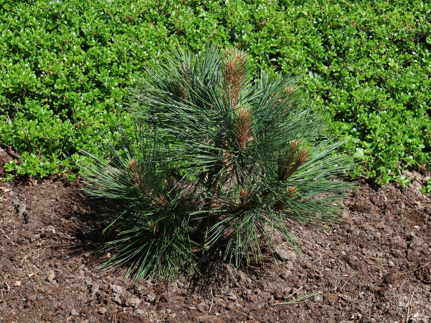 Jeffrey-Kiefer 'Joppi' - Pinus jeffreyi 'Joppi' - Baumschule Horstmann