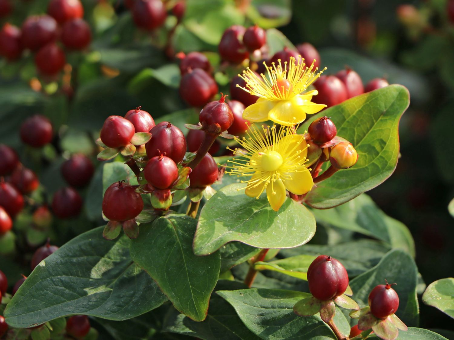 Johanniskraut 'Miracle Marvel' - Hypericum 'Miracle Marvel' - Baumschule Horstmann