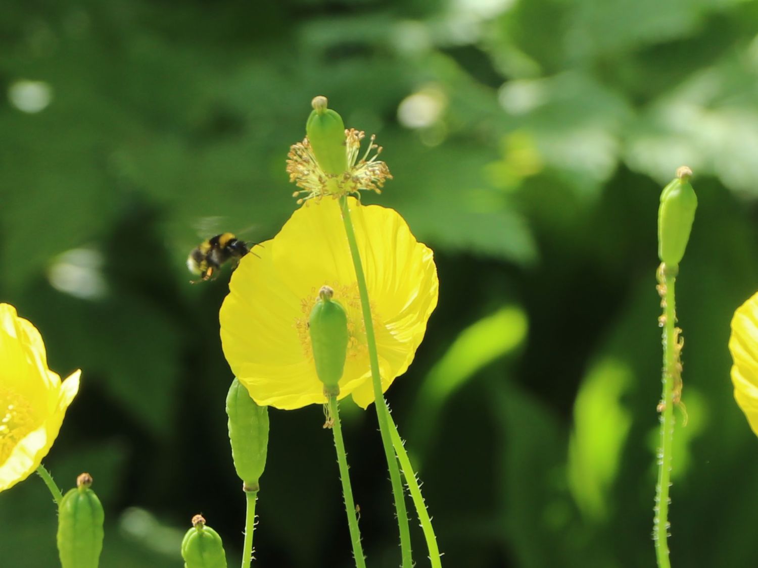 Kambrischer Scheinmohn (Meconopsis cambrica) | Stauden-Wissen