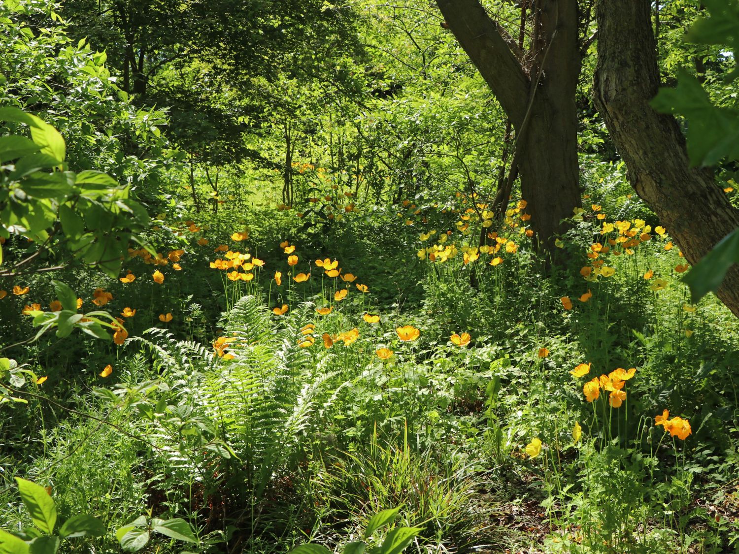 Kambrischer Scheinmohn (Meconopsis cambrica) | Stauden-Wissen