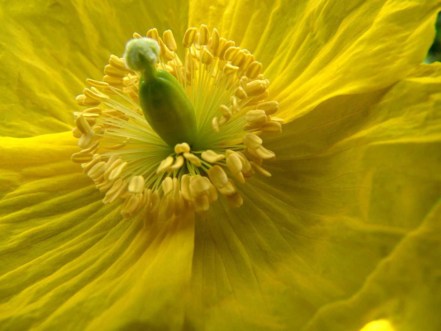 Kambrischer Scheinmohn (Meconopsis cambrica) | Stauden-Wissen