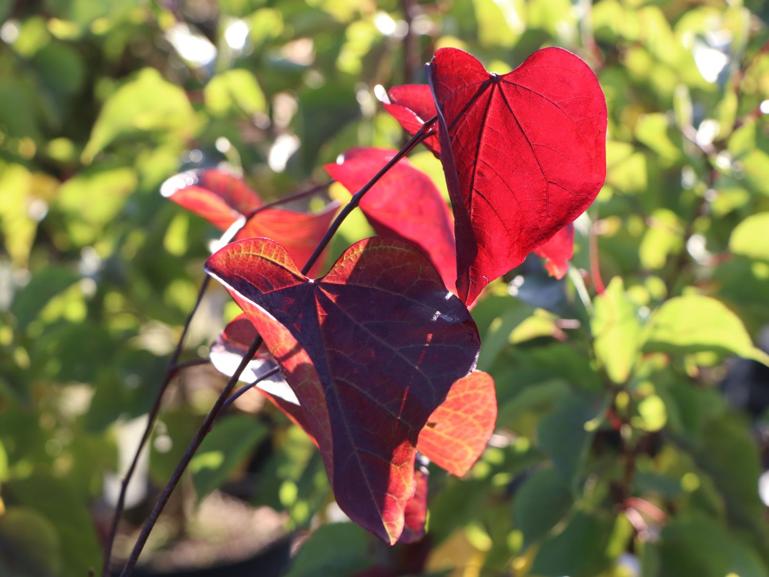 Kanadischer Judasbaum 'Red Force' ® - Cercis canadensis 'Red Force ...