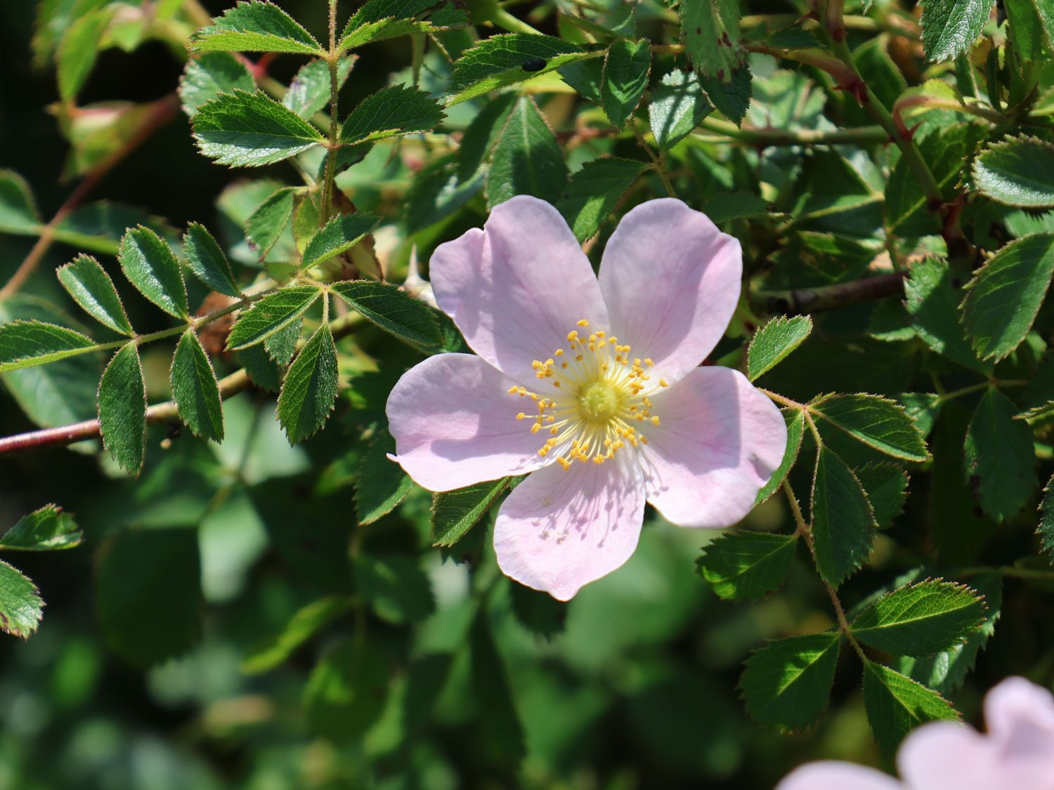 Keilblättrige Rose - Rosa elliptica - Baumschule Horstmann