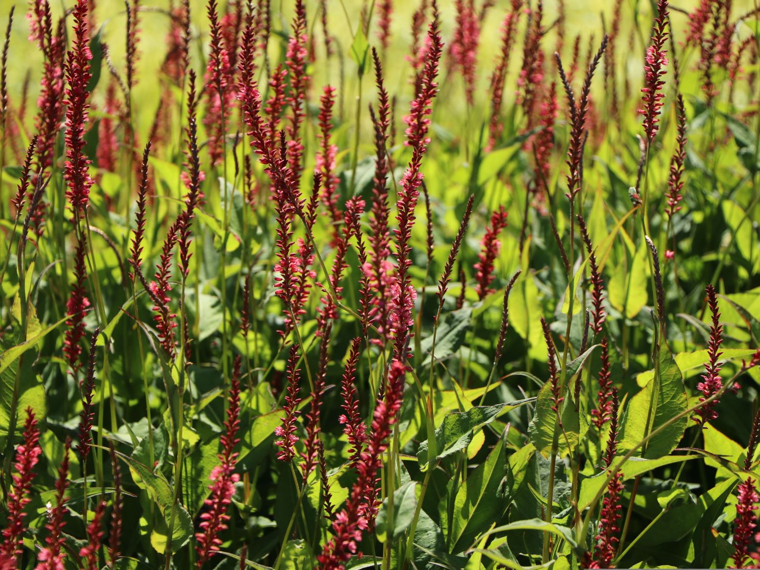 Kerzenknöterich 'Orangofield' - Schönste Stauden & Expertenwissen