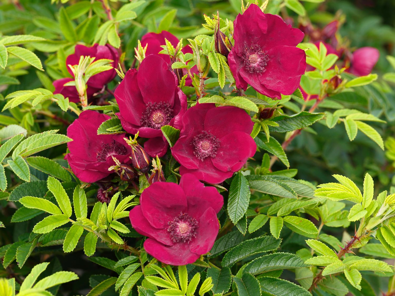 Rote Rosensorten - Romantischer Garten-Klassiker