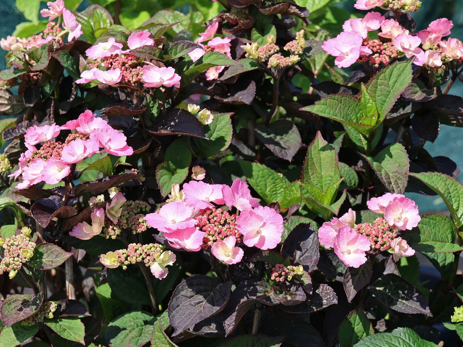 Kleinwüchsige Tellerhortensie 'Daredevil' - Hydrangea serrata ...
