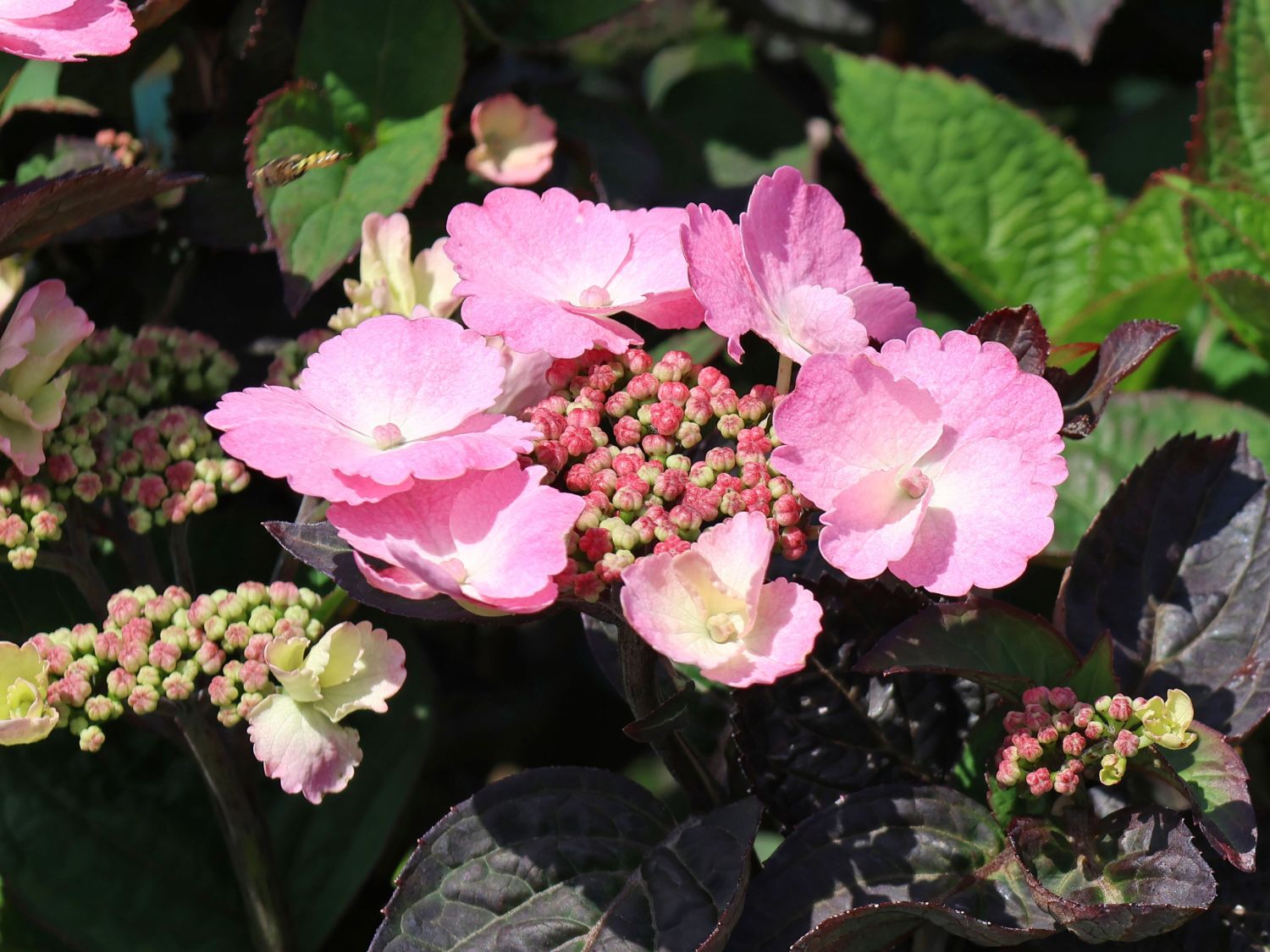 Kleinwüchsige Tellerhortensie 'Daredevil' - Hydrangea serrata ...