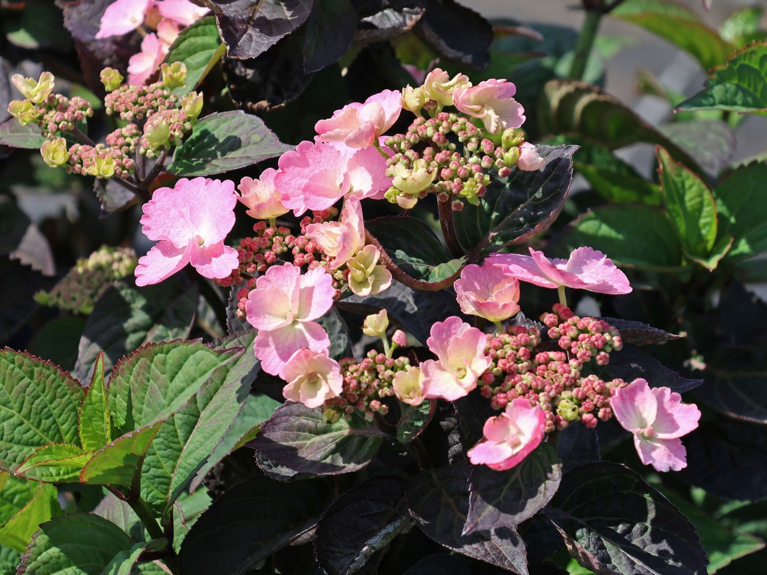 Kleinwüchsige Tellerhortensie 'Daredevil' - Hydrangea serrata ...