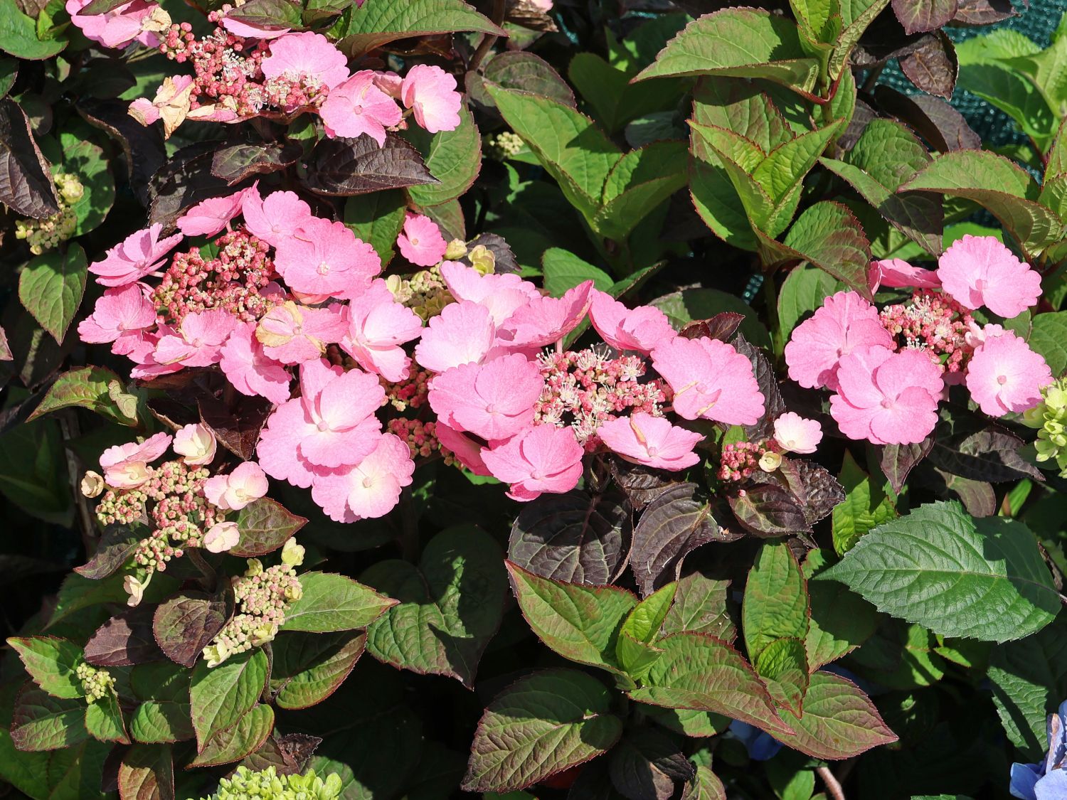 Kleinwüchsige Tellerhortensie 'Daredevil' - Hydrangea serrata ...