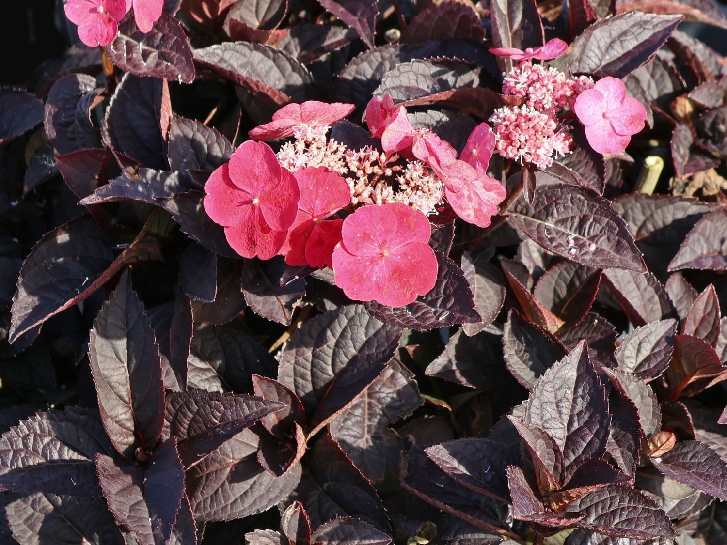 Kleinwüchsige Tellerhortensie 'Daredevil' - Hydrangea serrata ...