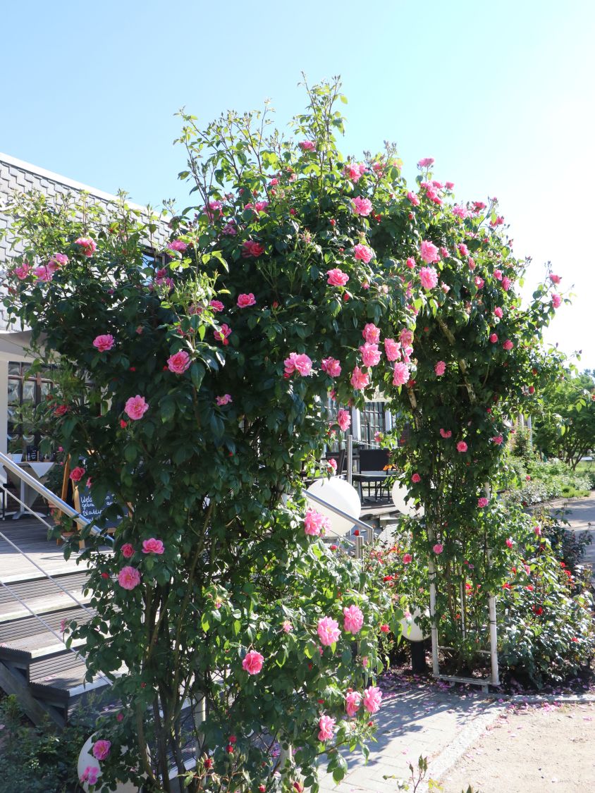 Kletterrose 'Camelot' ® - Finde Deine neue Rose + Online Ratgeber