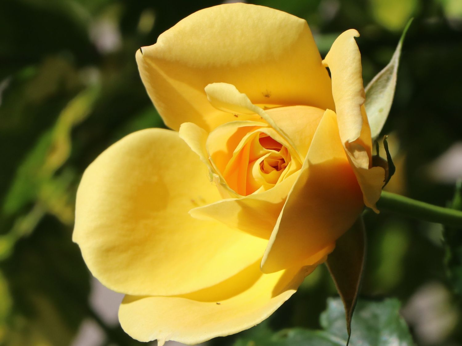 Kletterrose 'Dukat' ® - Deine neue Sorte & exklusives Rosen-Wissen