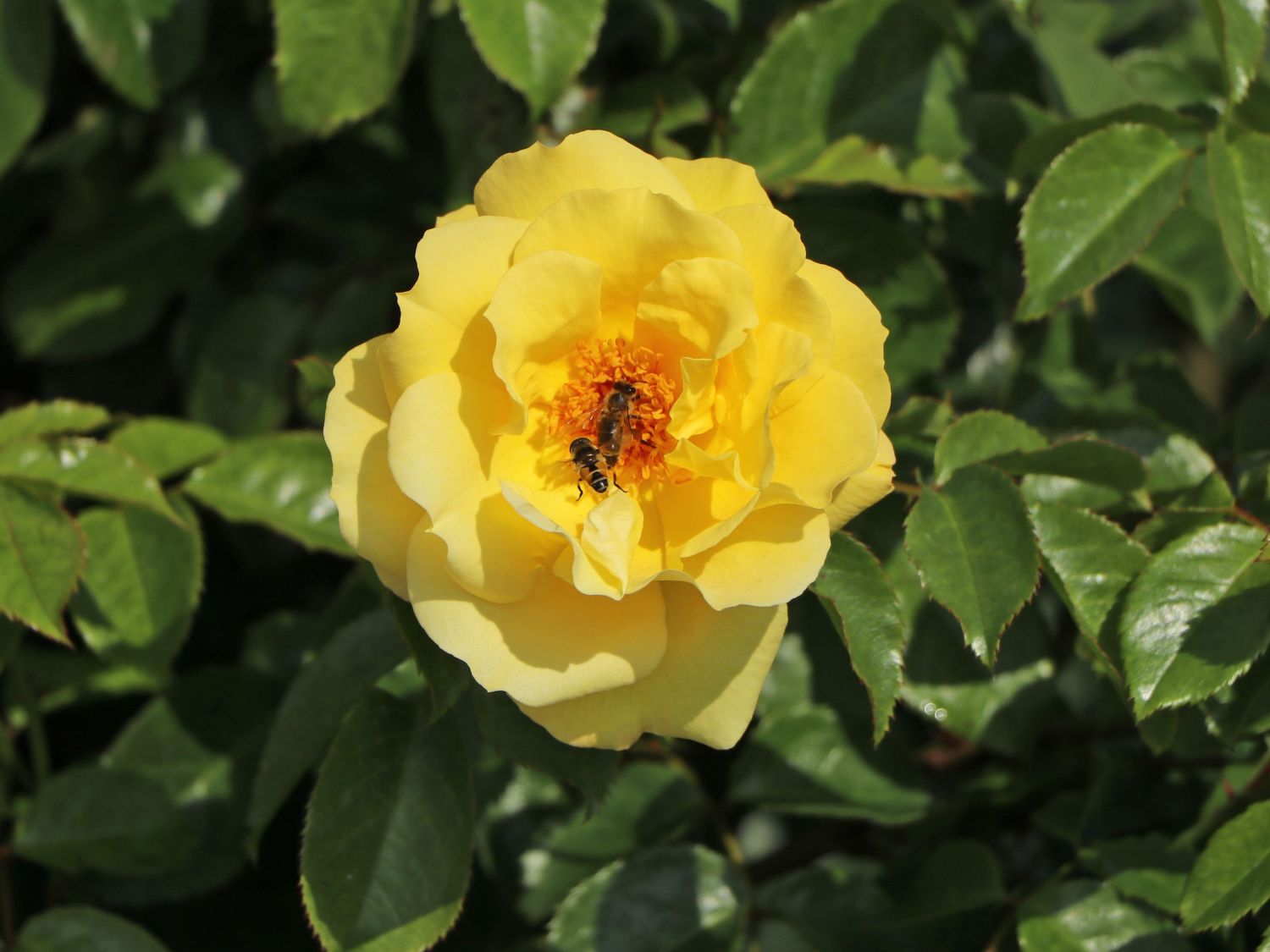 Kletterrose 'Dukat' ® - Deine neue Sorte & exklusives Rosen-Wissen