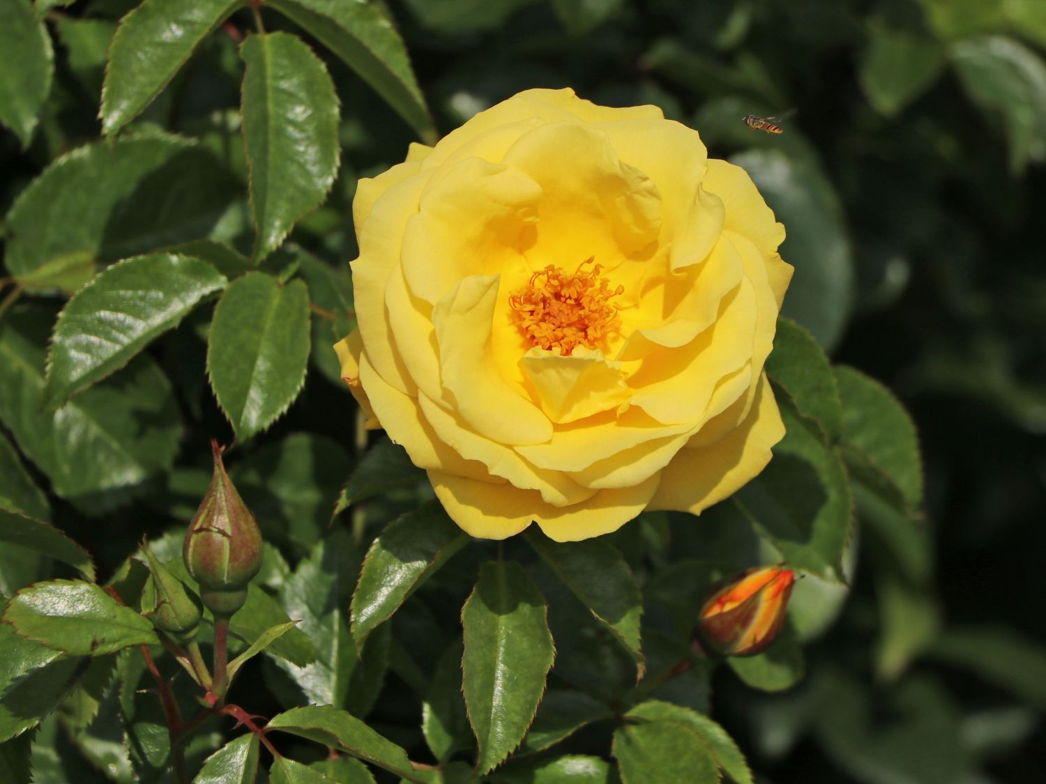 Kletterrose 'Dukat' ® - Deine neue Sorte & exklusives Rosen-Wissen