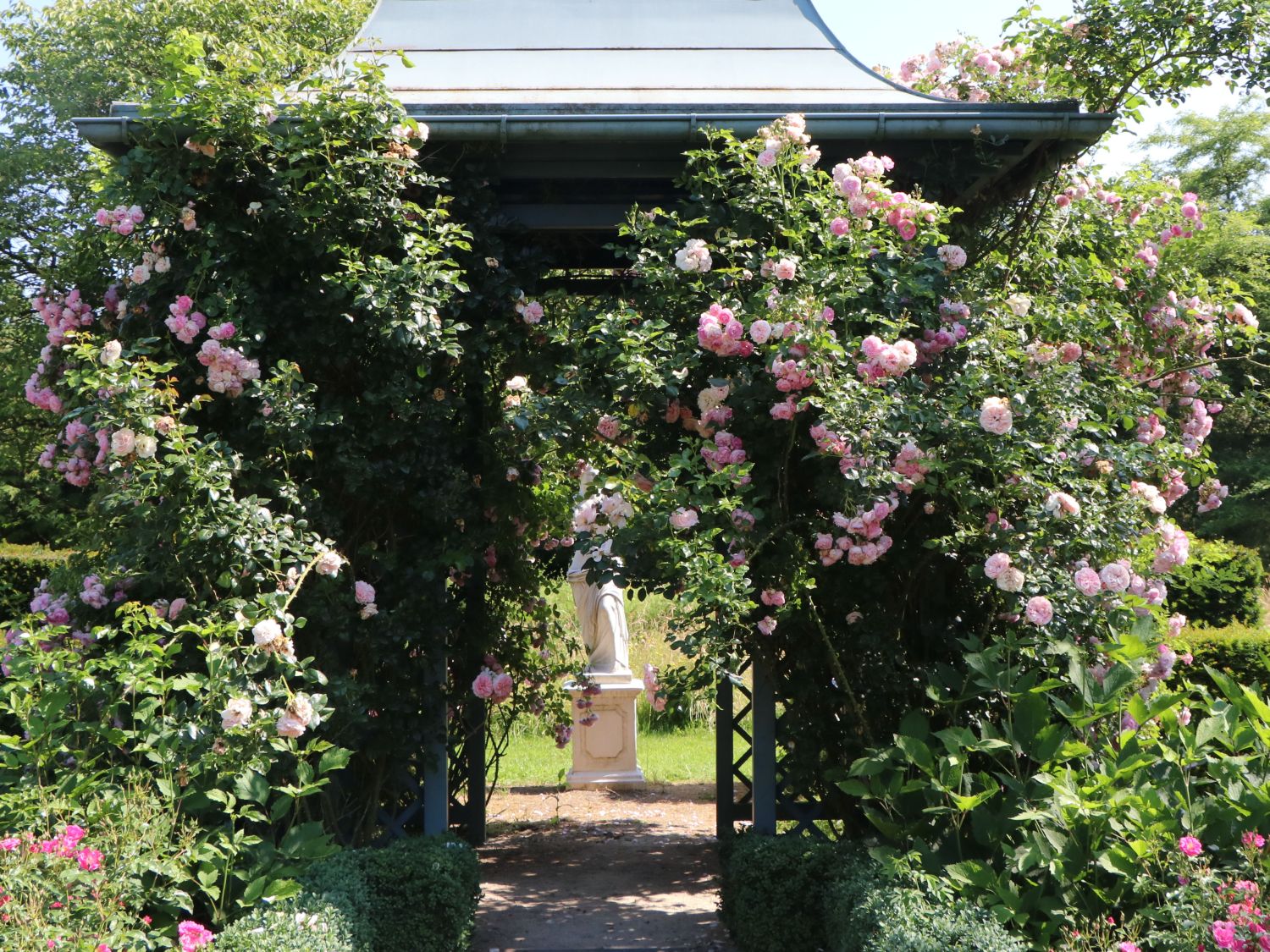 Kletterrose 'Giardina' ® - Finde Deine neue Rose + Online Ratgeber