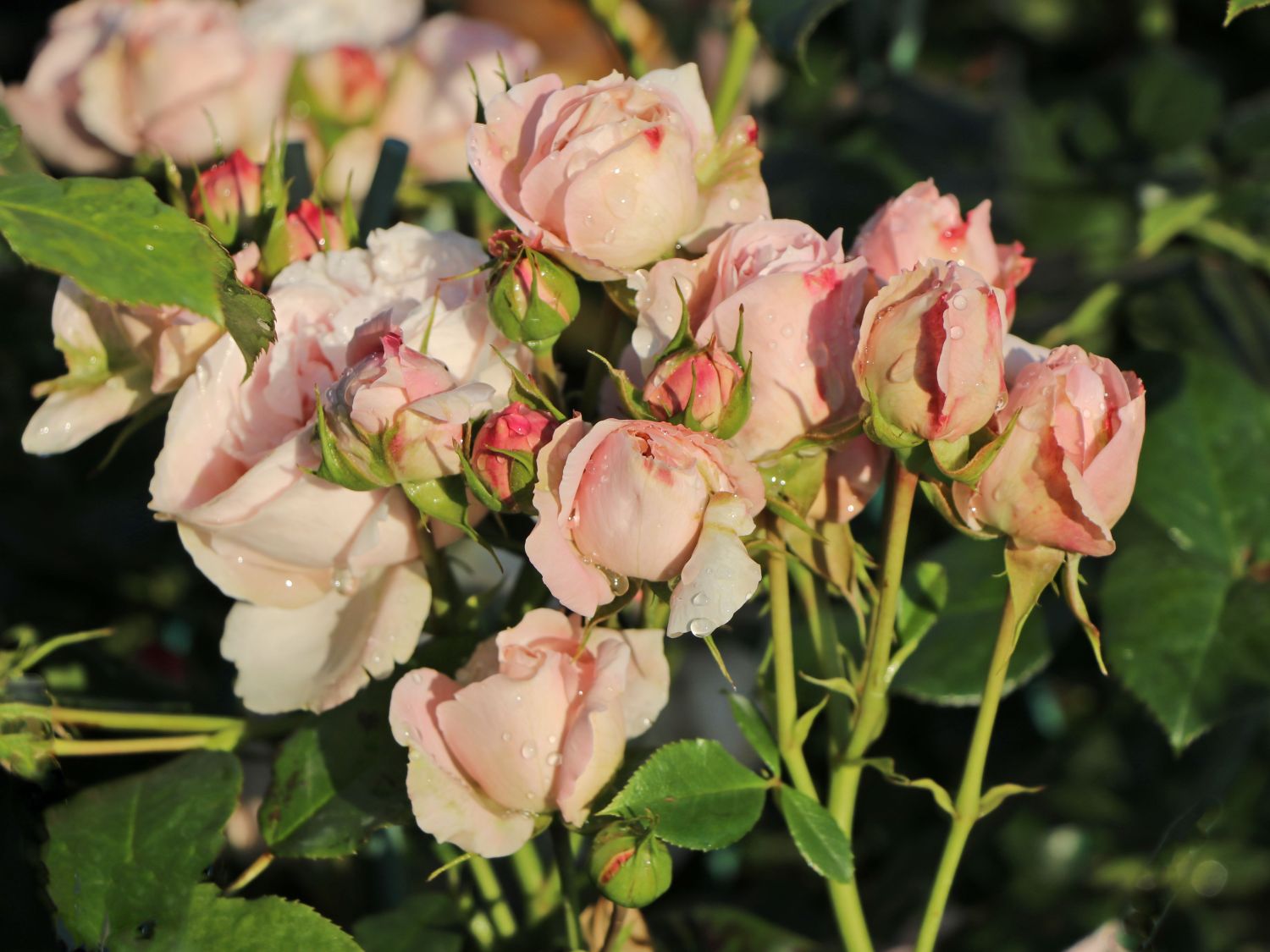 Kletterrose 'Giardina' ® - Finde Deine neue Rose + Online Ratgeber