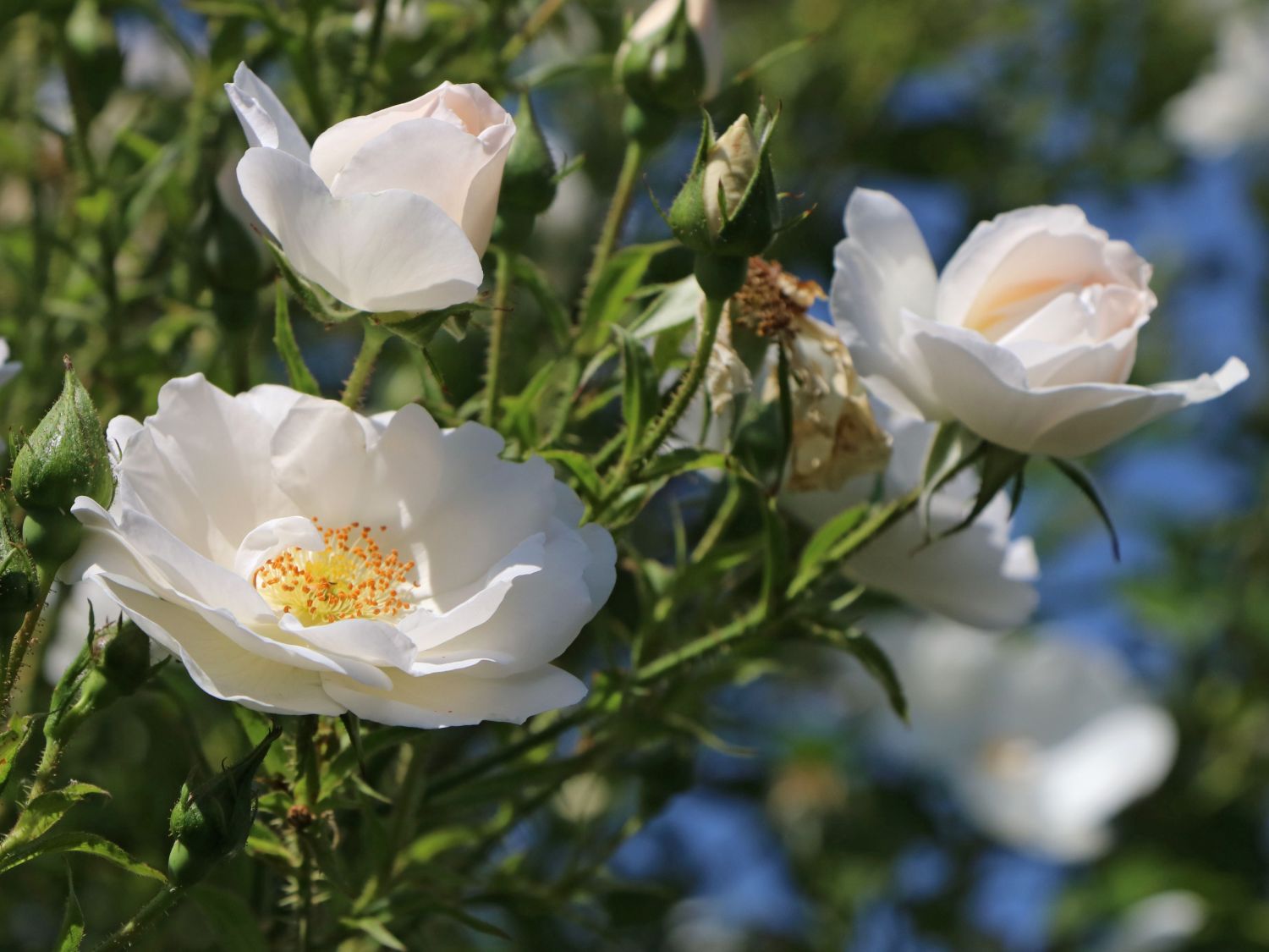 Kletterrose 'Hella' - Schönstes Rosen-Sortiment & Expertenwissen