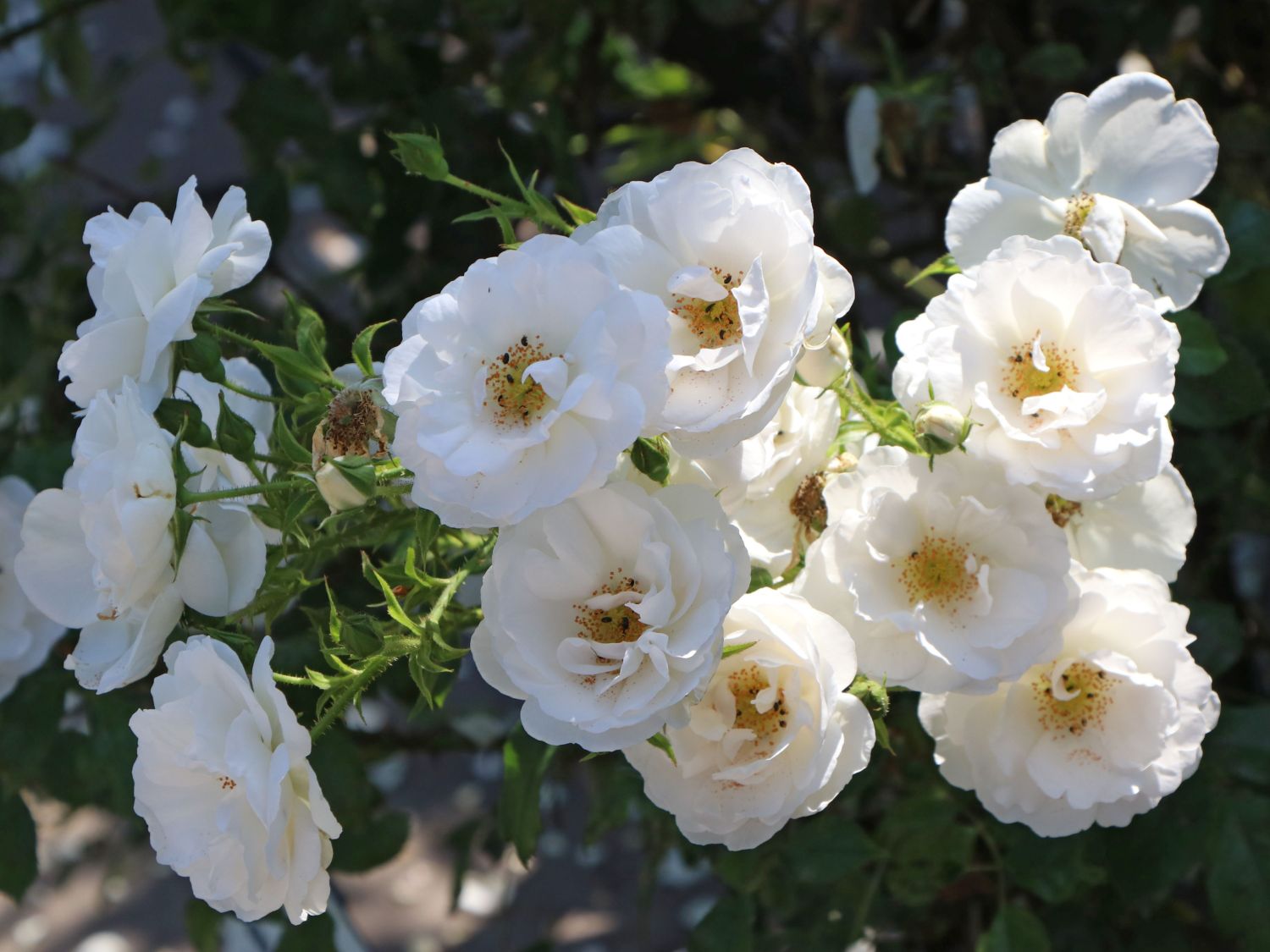 Kletterrose 'Hella' - Schönstes Rosen-Sortiment & Expertenwissen