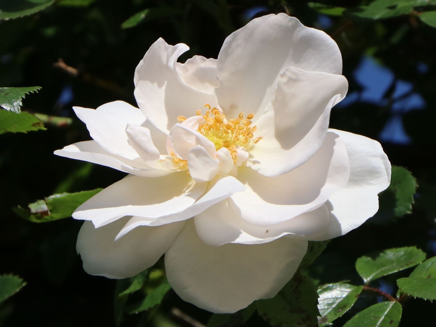 Kletterrose 'Hella' - Schönstes Rosen-Sortiment & Expertenwissen