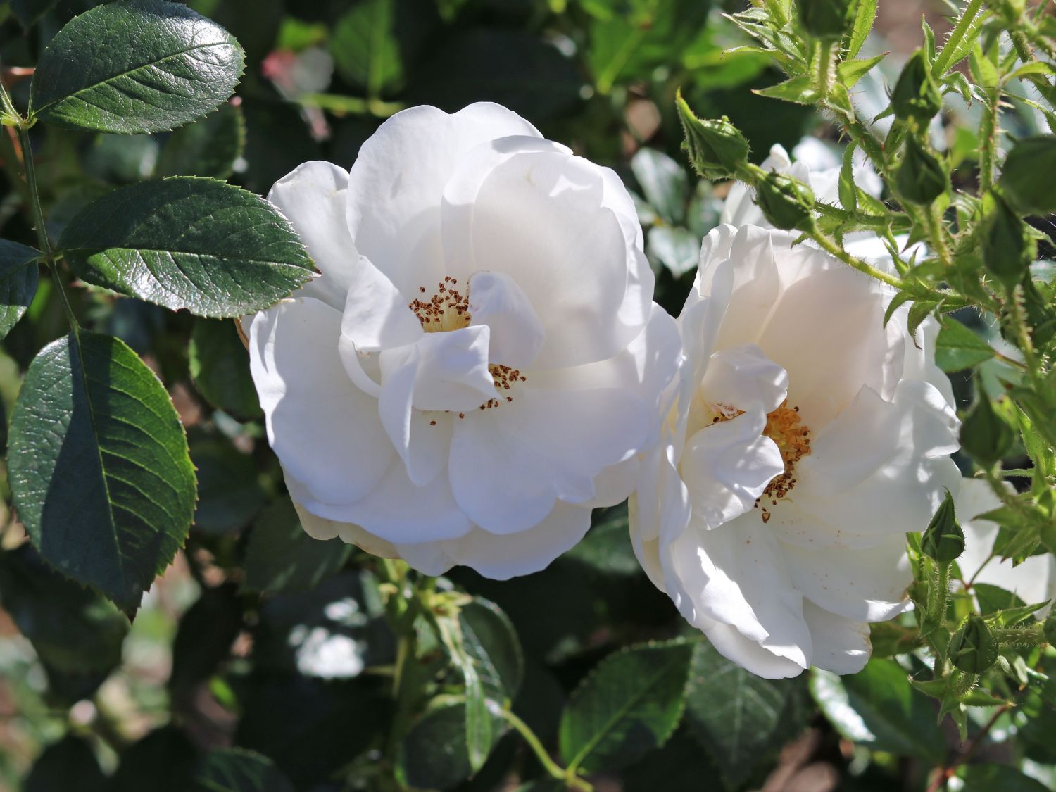 Kletterrose 'Hella' - Schönstes Rosen-Sortiment & Expertenwissen