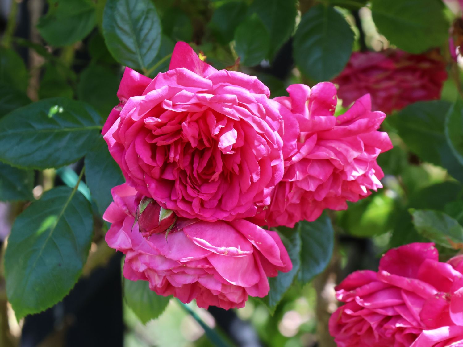 Kletterrose 'Laguna' ® - Finde Deine neue Rose + Online Ratgeber