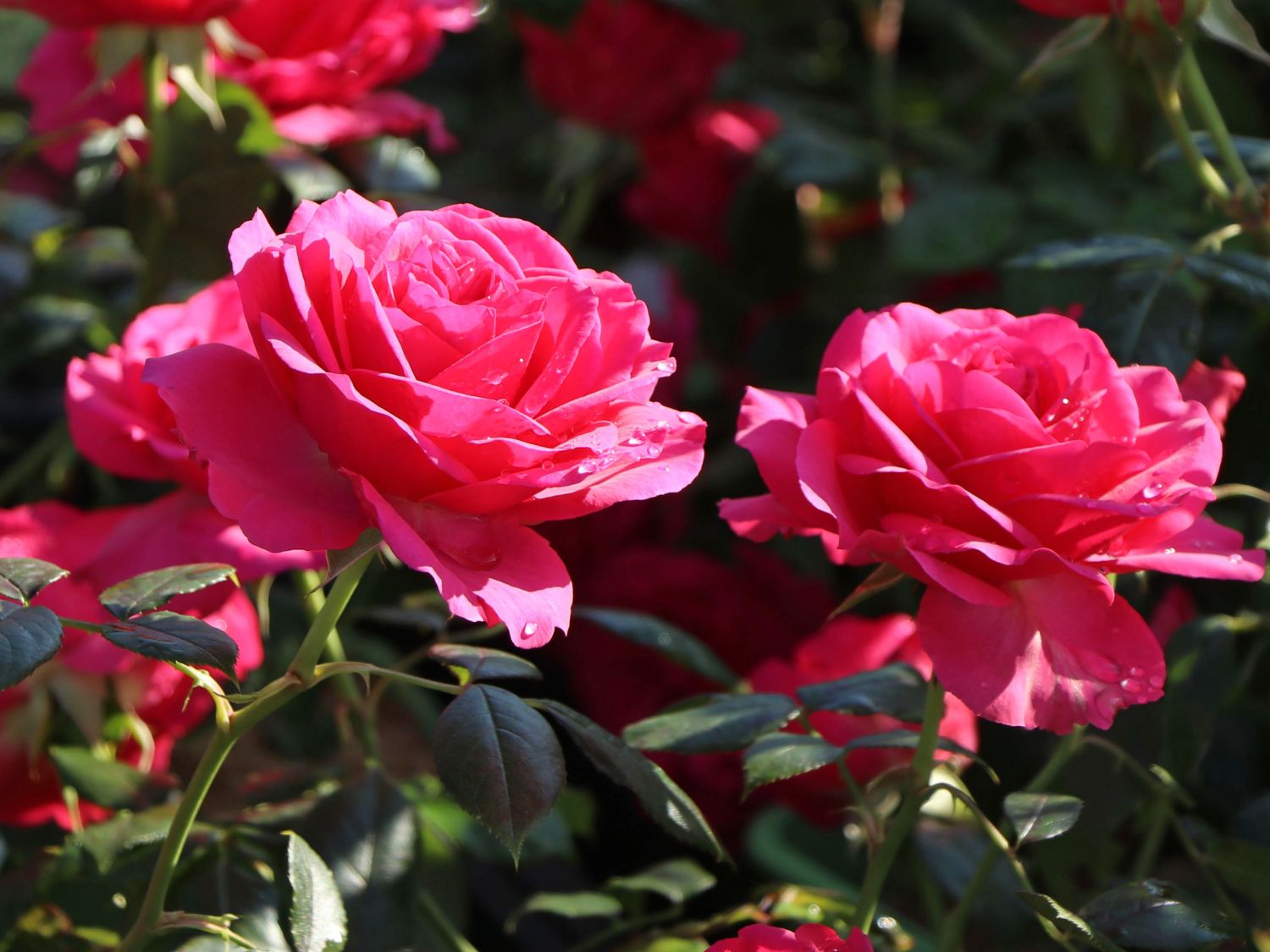 Kletterrose 'Maritim' ® - Finde Deine neue Rose + Online Ratgeber