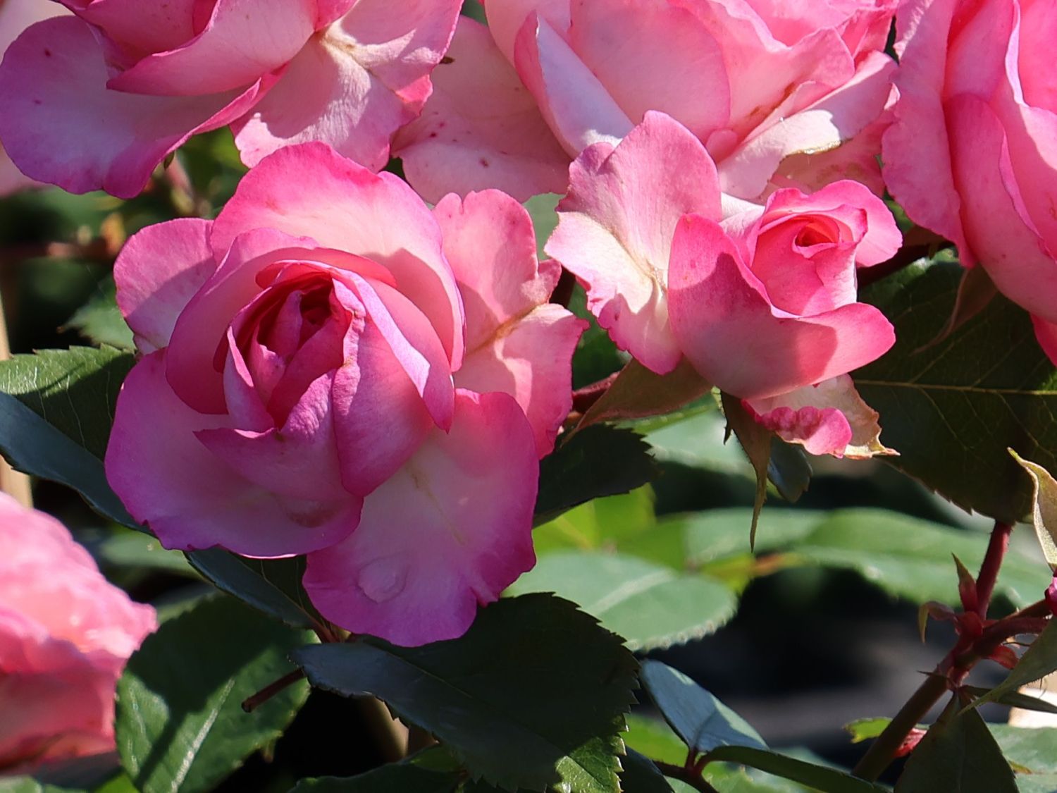 Kletterrose 'Mini Eden Rose' ® - Schönste Rosen & Expertenwissen