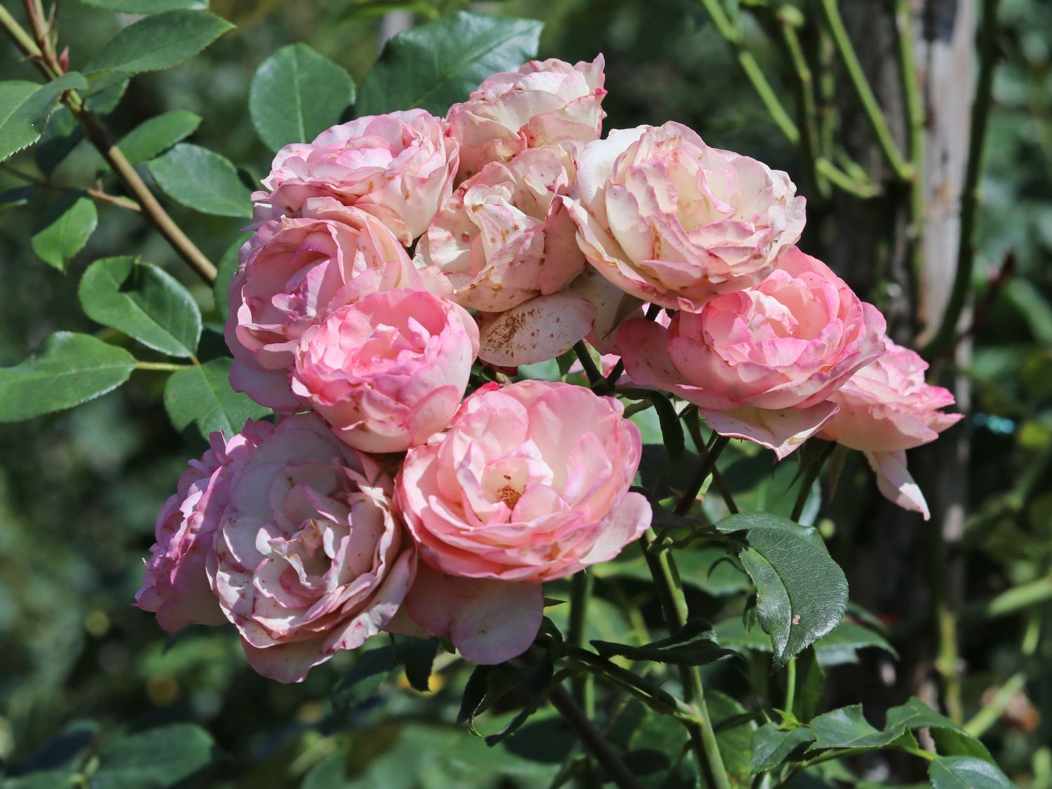 Kletterrose 'Mini Eden Rose' ® - Schönste Rosen & Expertenwissen