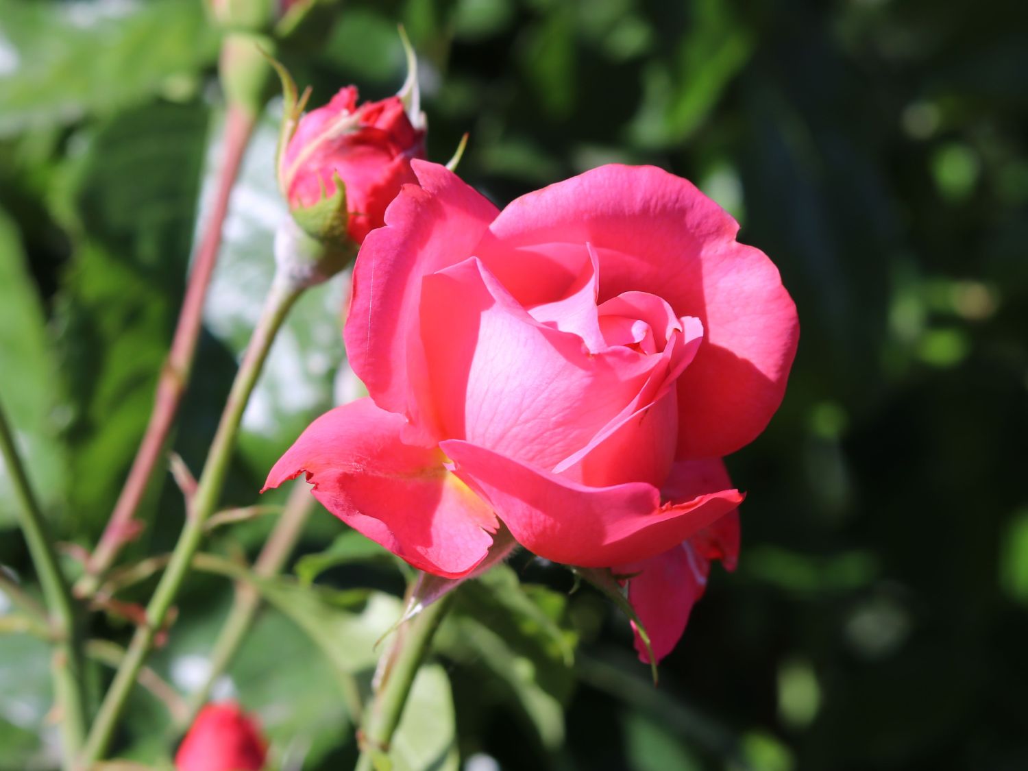 Kletterrose 'Rosanna' ® - Finde Deine neue Rose + Online Ratgeber